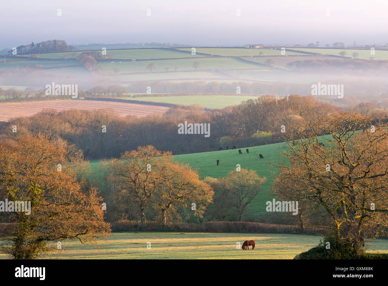 Rolling countryside at dawn on a misty morning, South Tawton, Devon ...