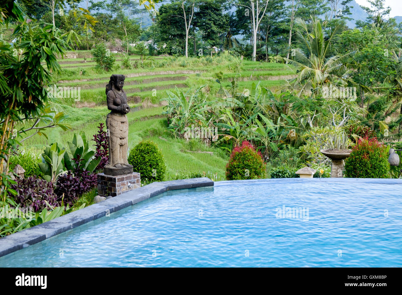 Swimming pool in the rice fields on java, Indonesia Stock Photo - Alamy