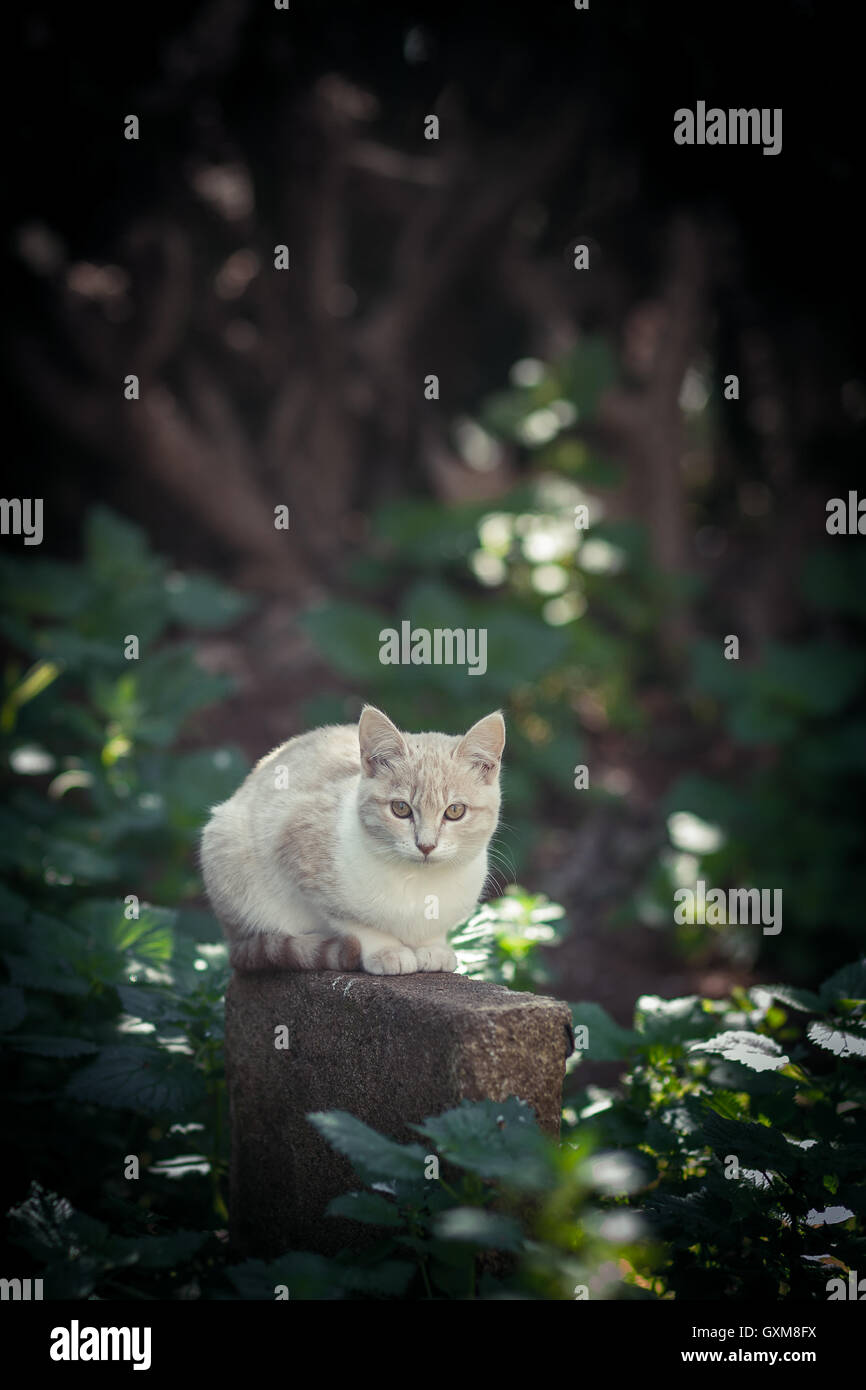 Curious pose hi-res stock photography and images - Alamy