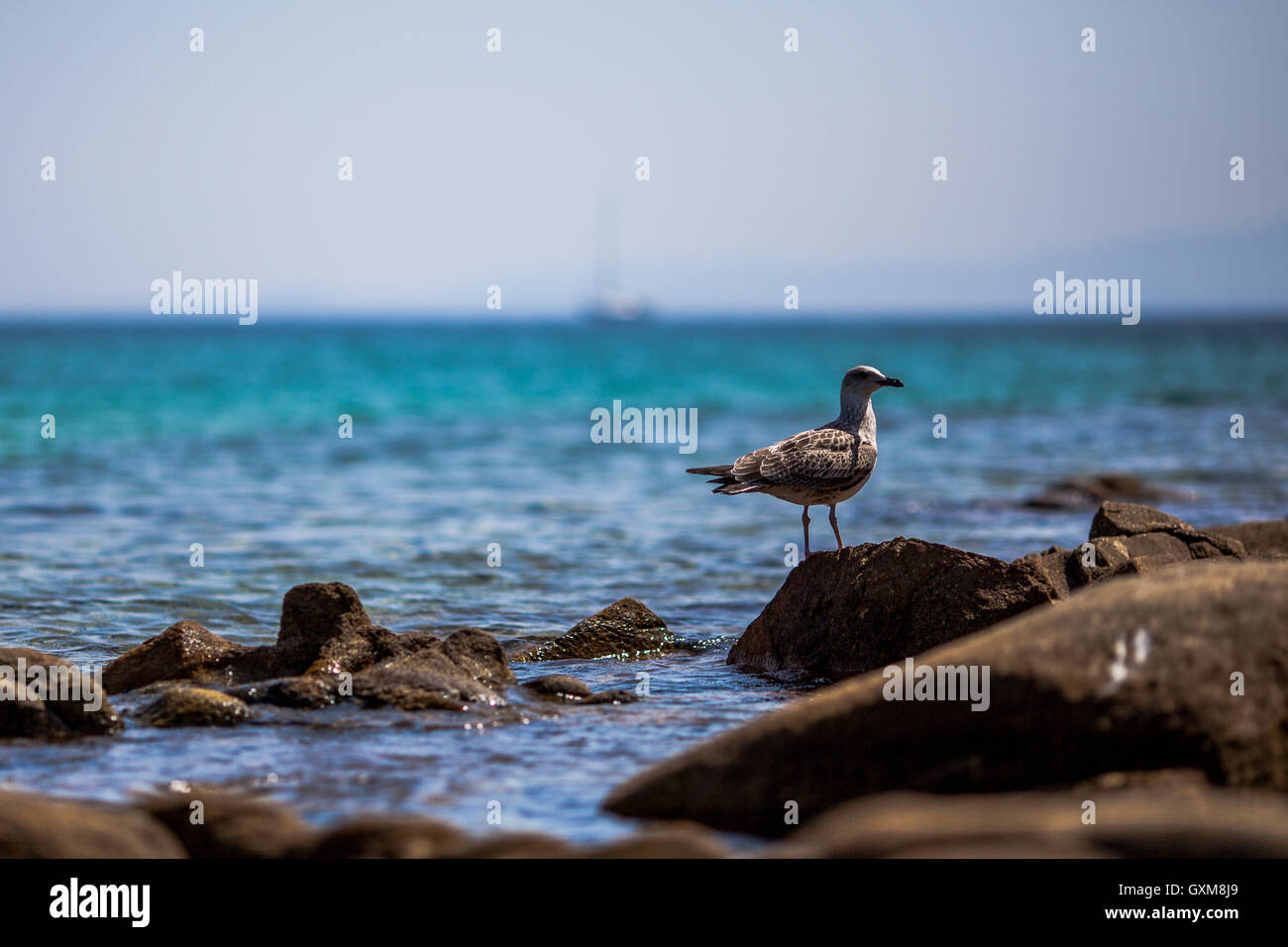 Black-backed seagull on the sea rocks Stock Photo - Alamy