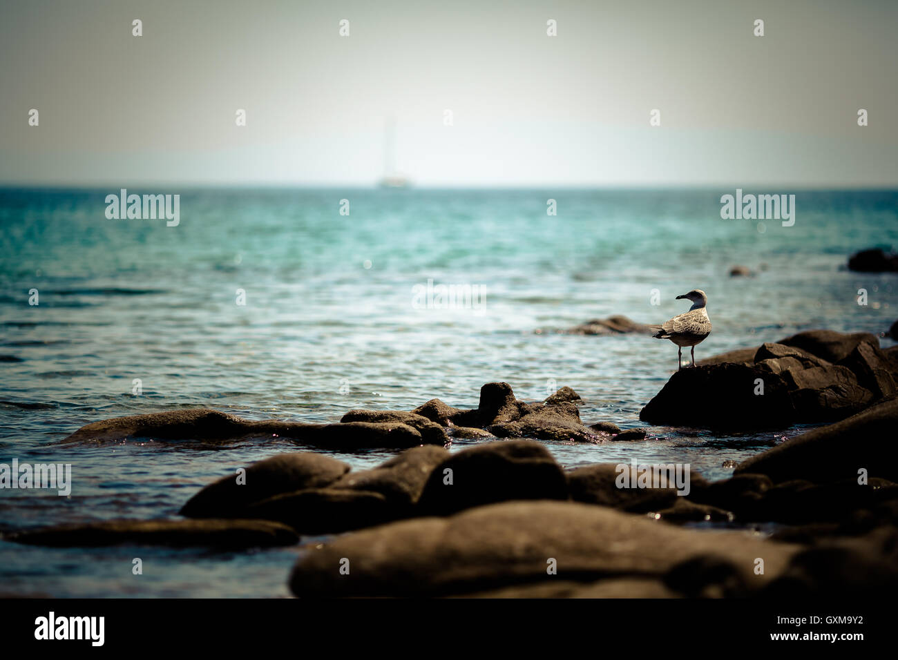 Black beak seagull hi-res stock photography and images - Alamy