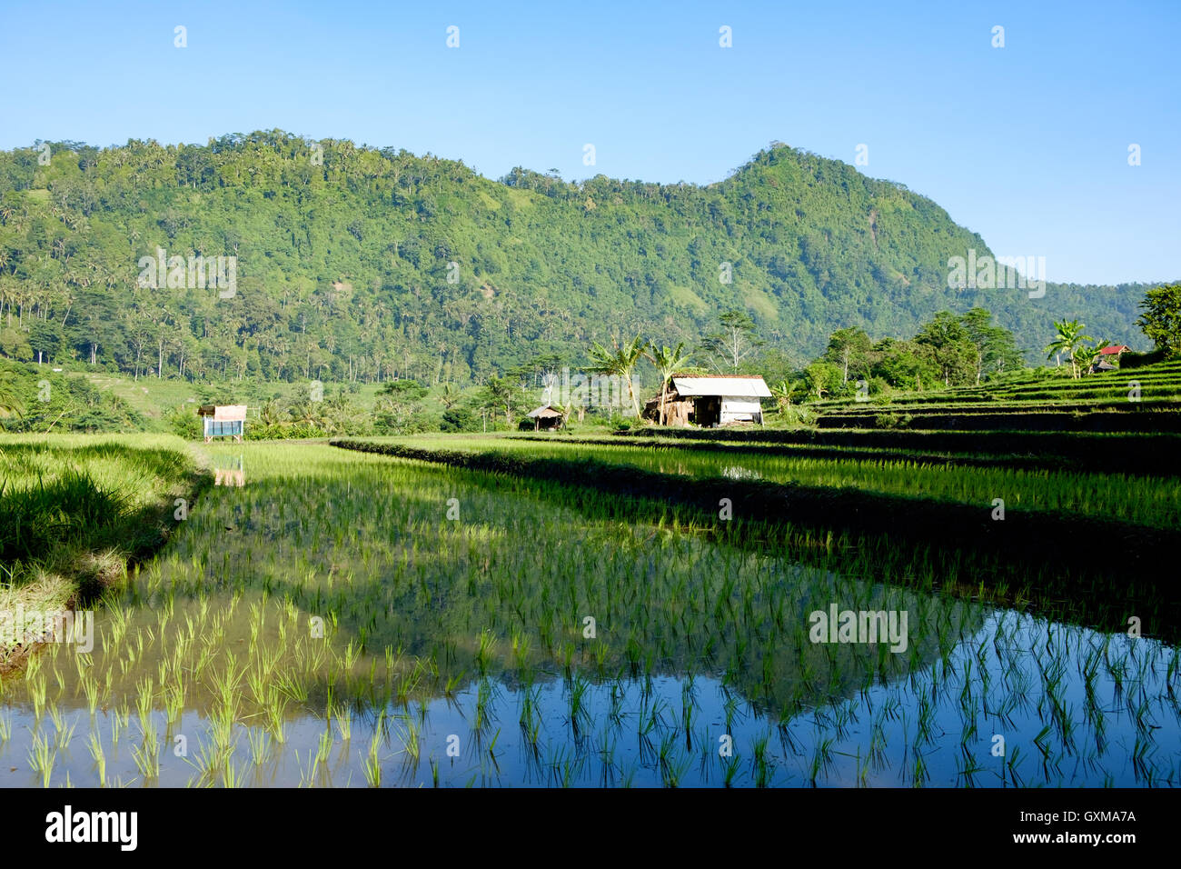 Rice terraces on Java, Indonesia Stock Photo - Alamy