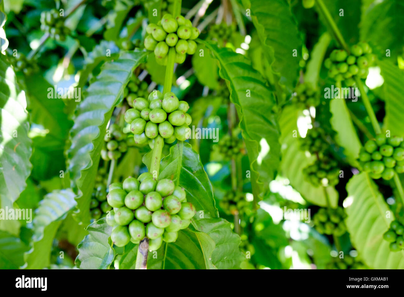 Coffee beans growing in Java, Indonesia Stock Photo - Alamy