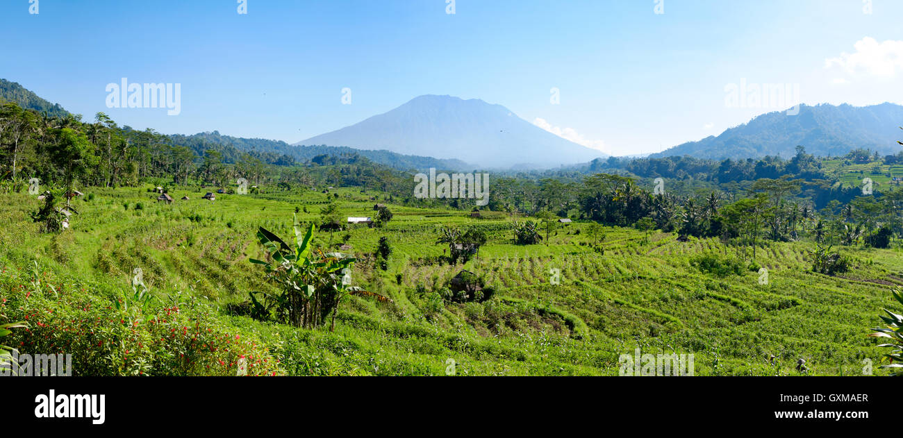 Rice terraces on Java, Indonesia Stock Photo - Alamy