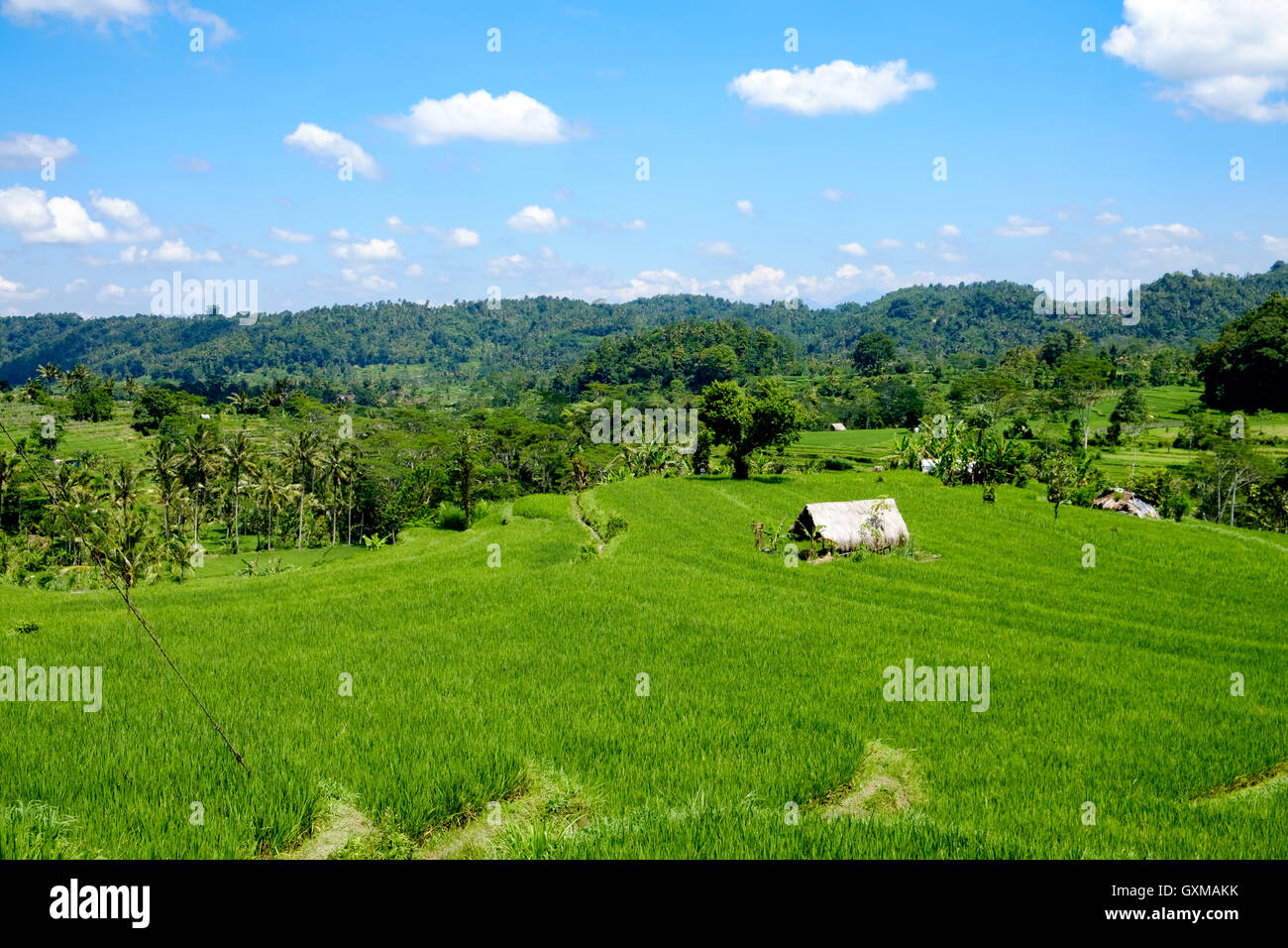 Paddy production hi-res stock photography and images - Alamy