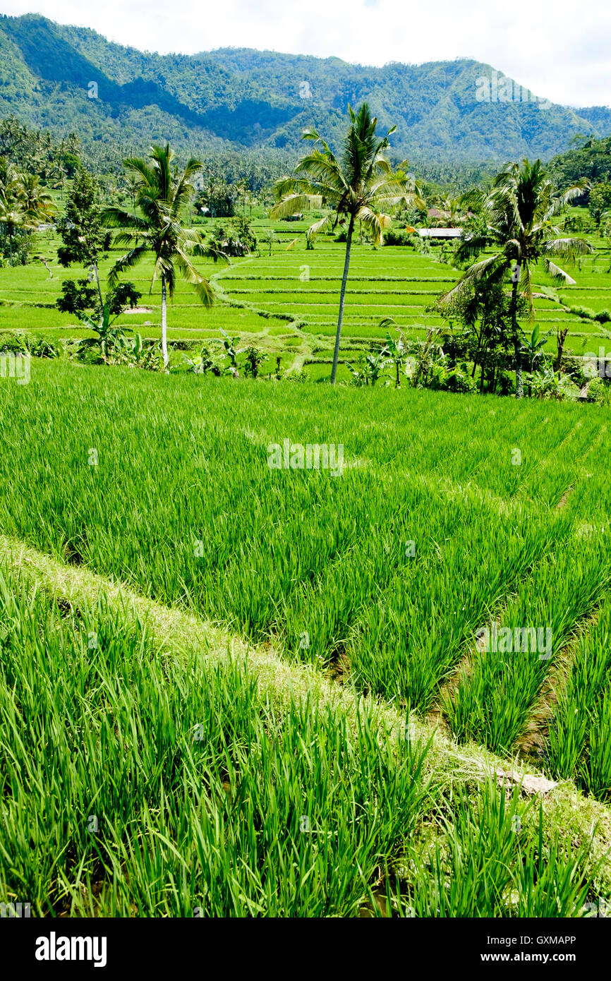 Paddy fields for rice production on Bali, Indonesia Stock Photo - Alamy