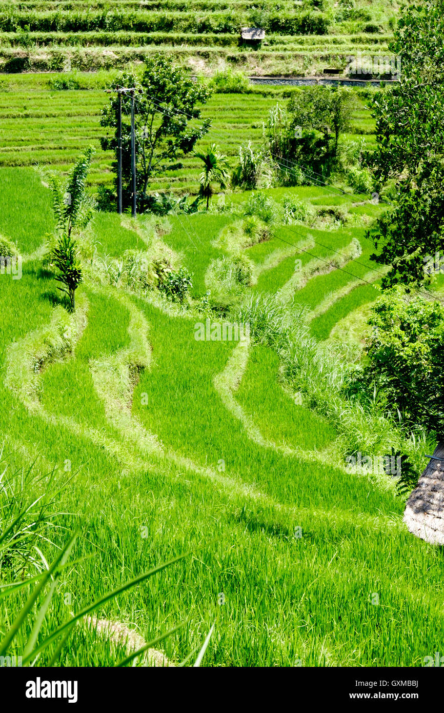 Paddy fields for rice production on Bali, Indonesia Stock Photo - Alamy
