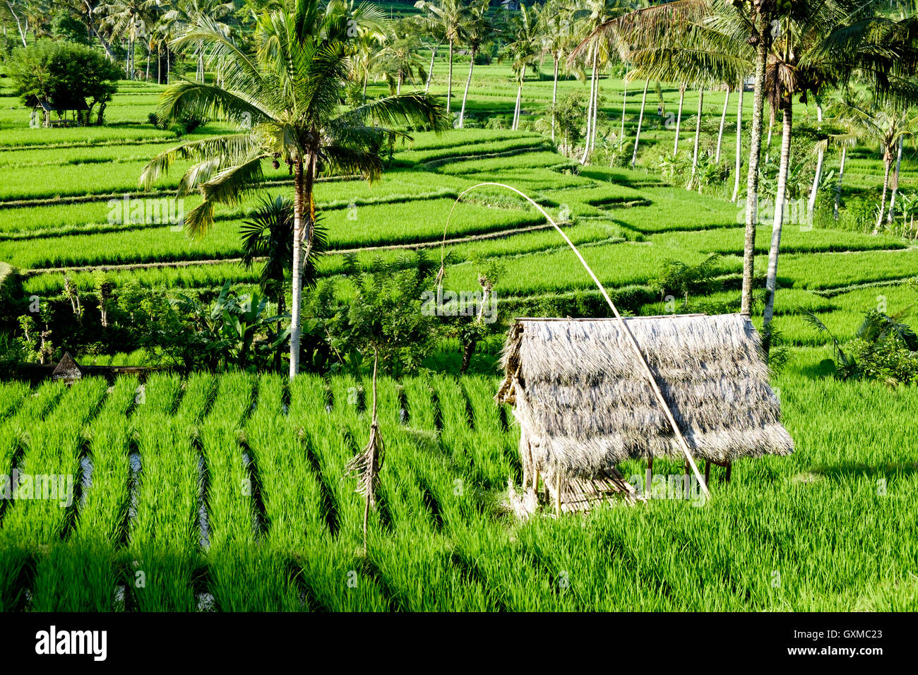 Paddy fields for rice production on Bali, Indonesia Stock Photo - Alamy