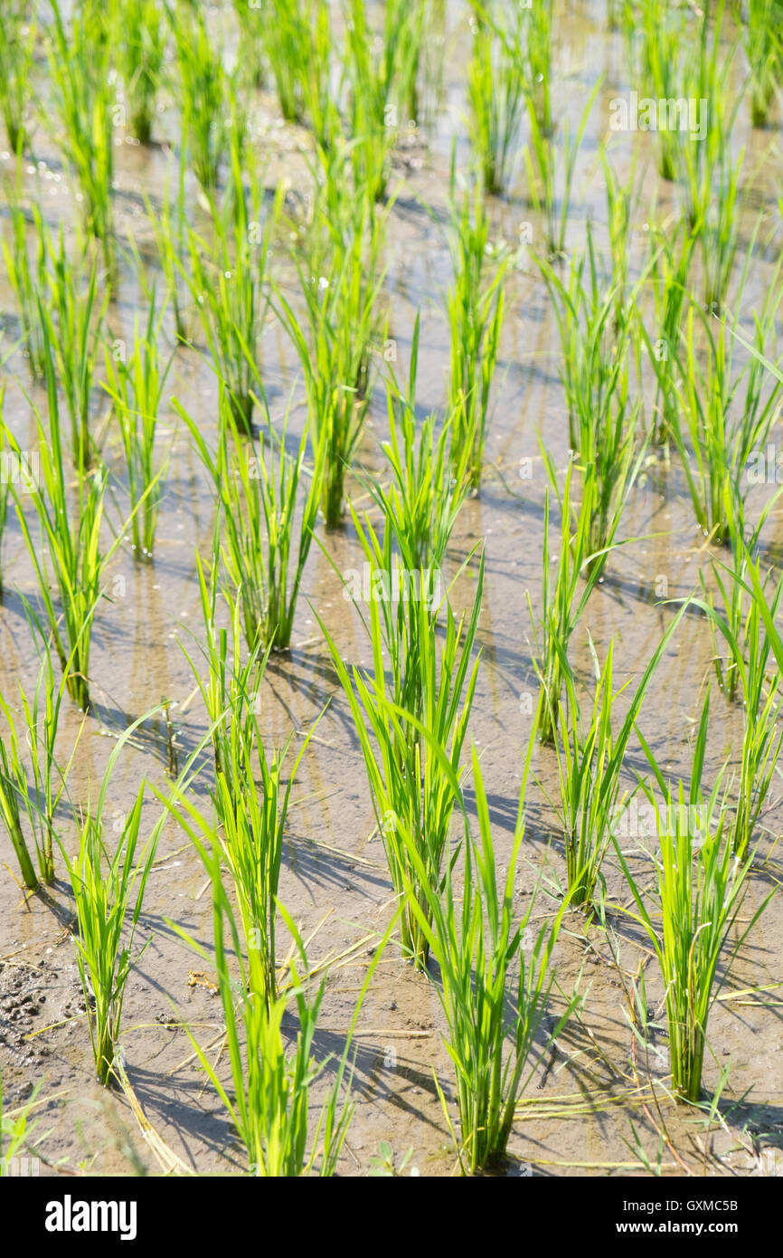 Paddy fields for rice production on Bali, Indonesia Stock Photo - Alamy