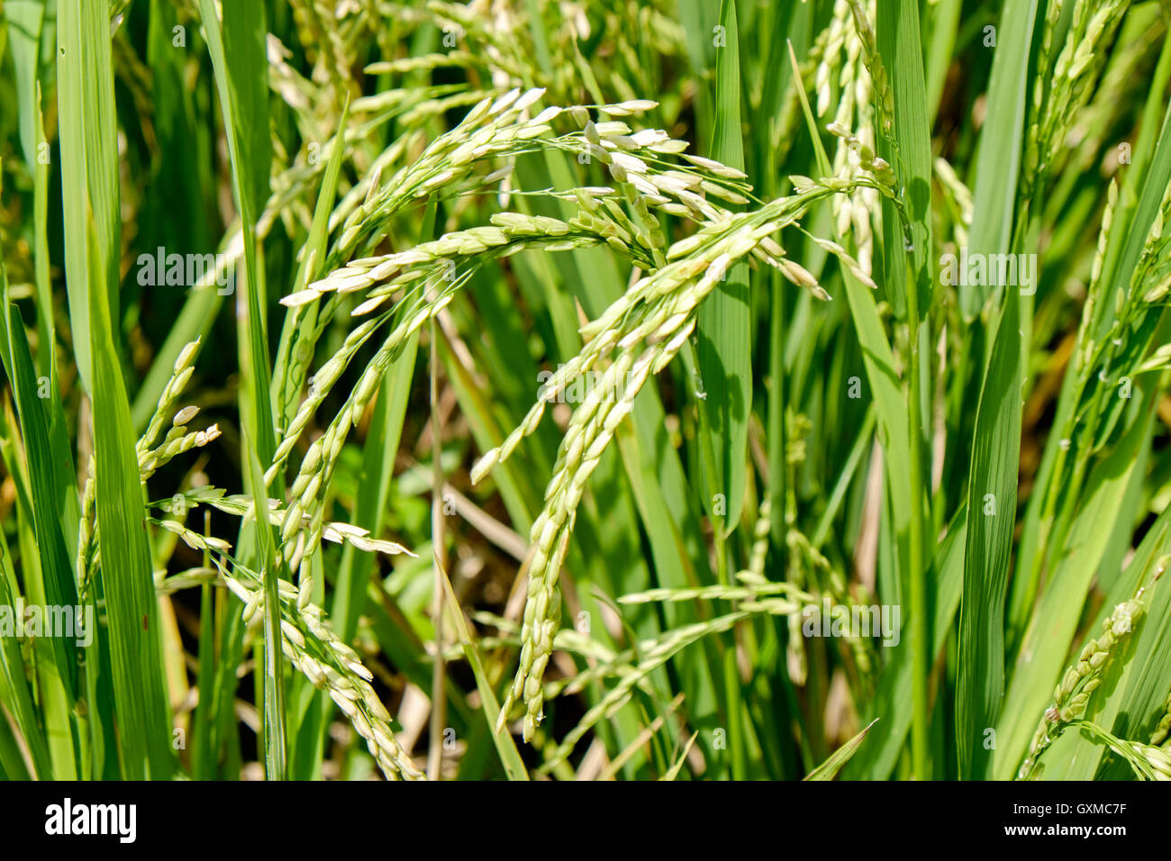 Rice growing in paddy field Stock Photo - Alamy