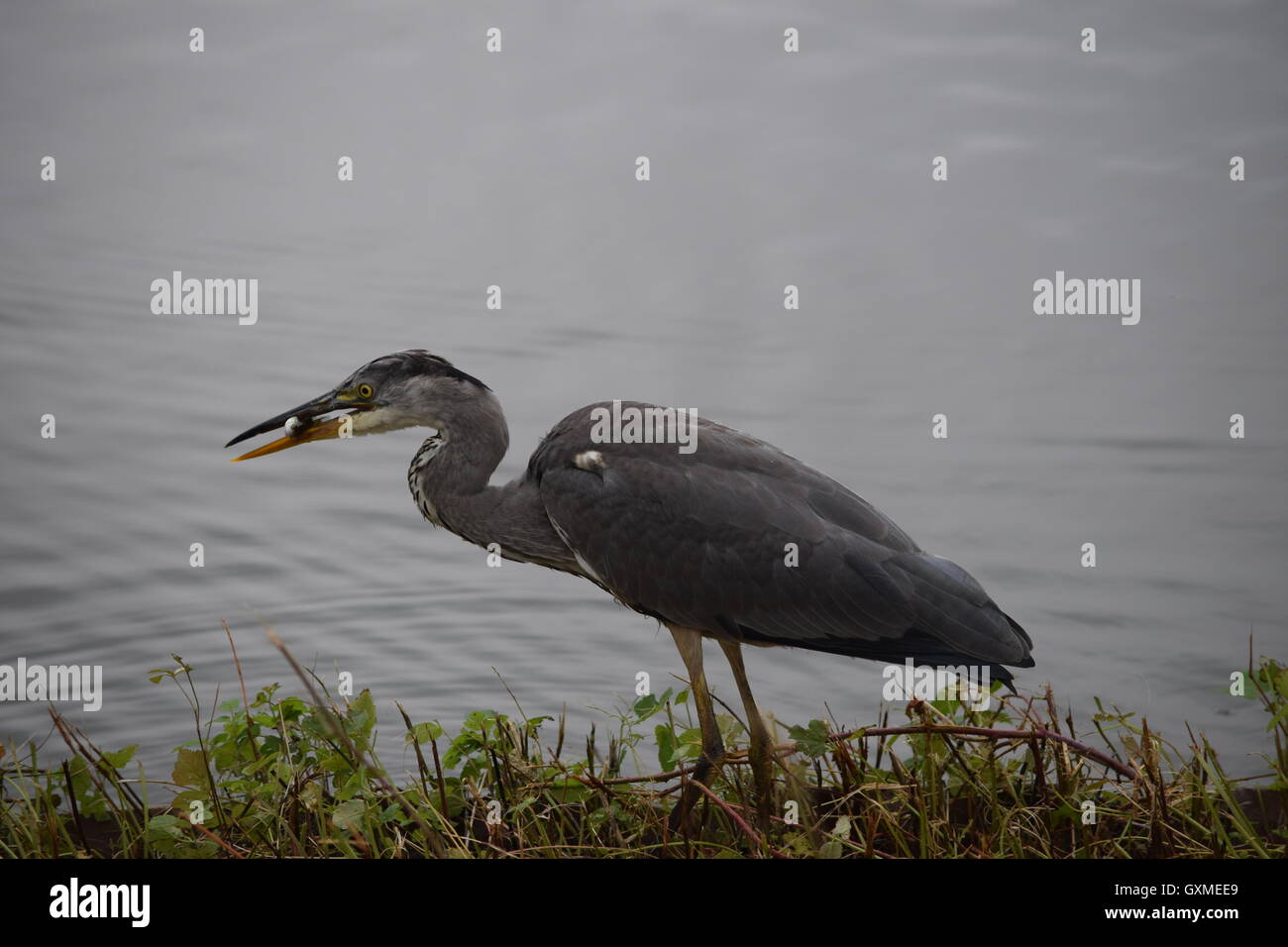 Heron eating fish hi-res stock photography and images - Alamy
