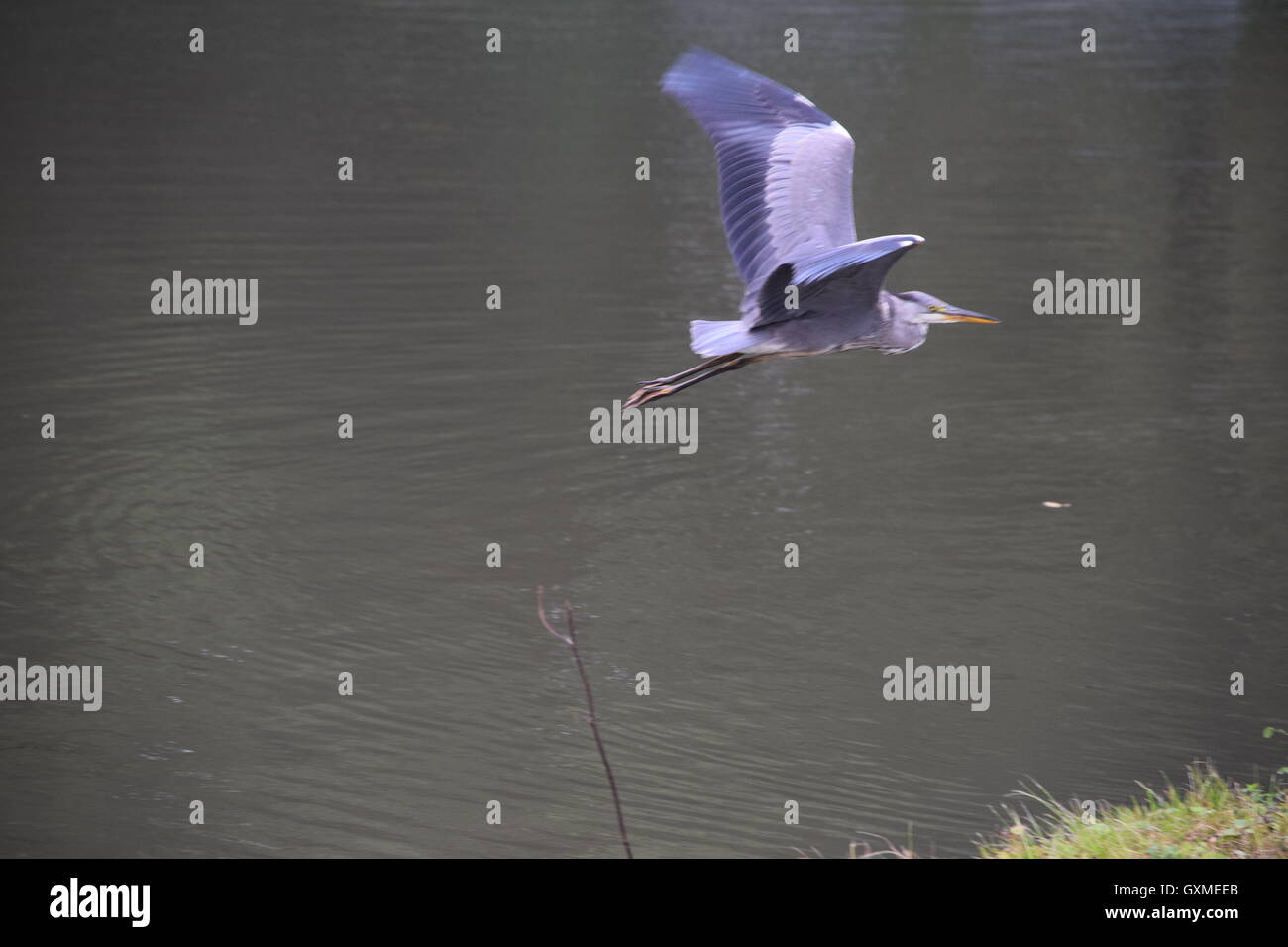 Heron wings hi-res stock photography and images - Alamy