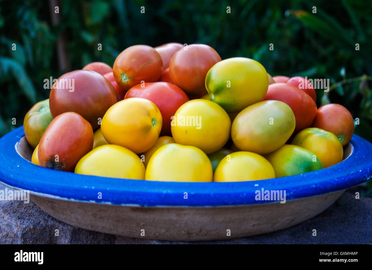 colorful organic tomatoes in the garden Stock Photo - Alamy