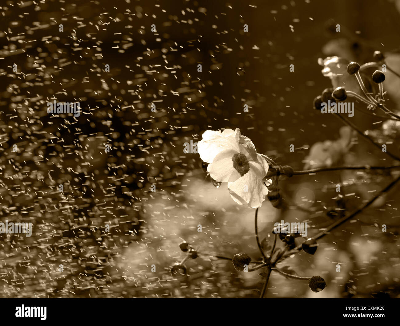 Monochrome flowers in the rain Stock Photo - Alamy
