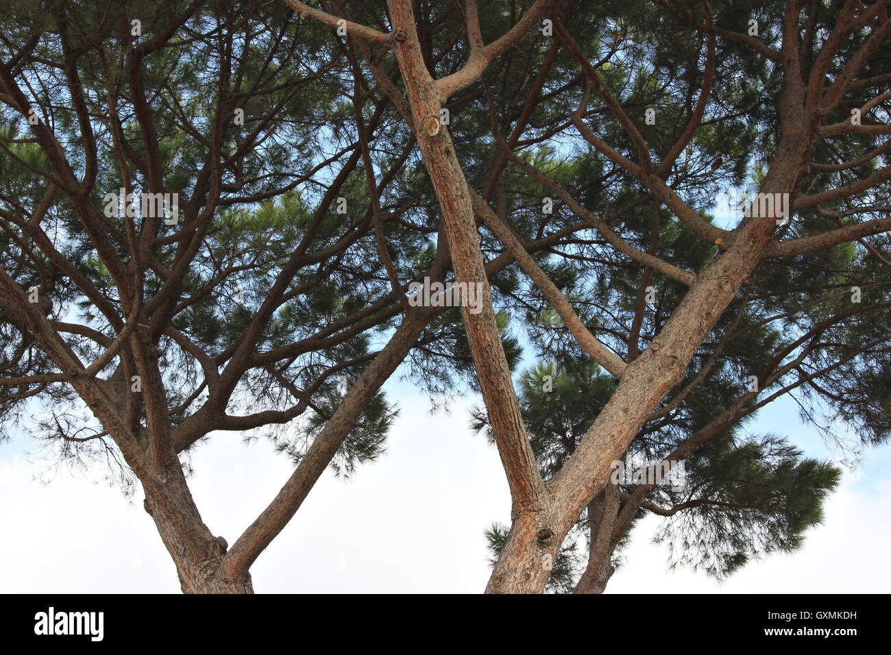 Roman pine tree hi-res stock photography and images - Alamy