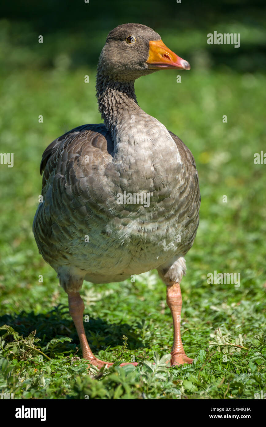Peter and his goose hi-res stock photography and images - Alamy
