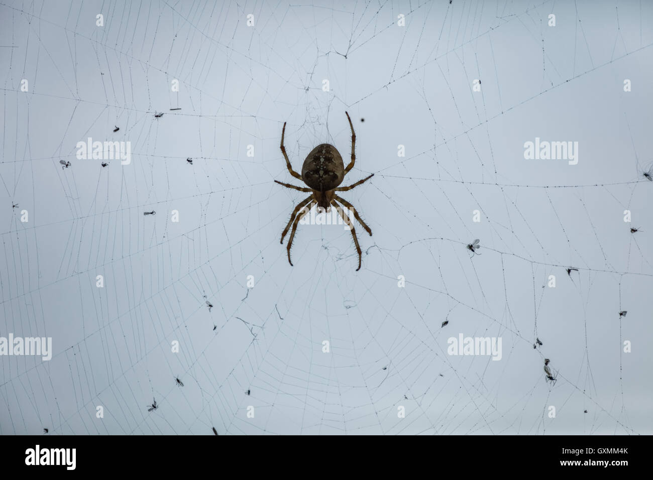 Cross spider on a web with isolated plain blue background Stock Photo ...