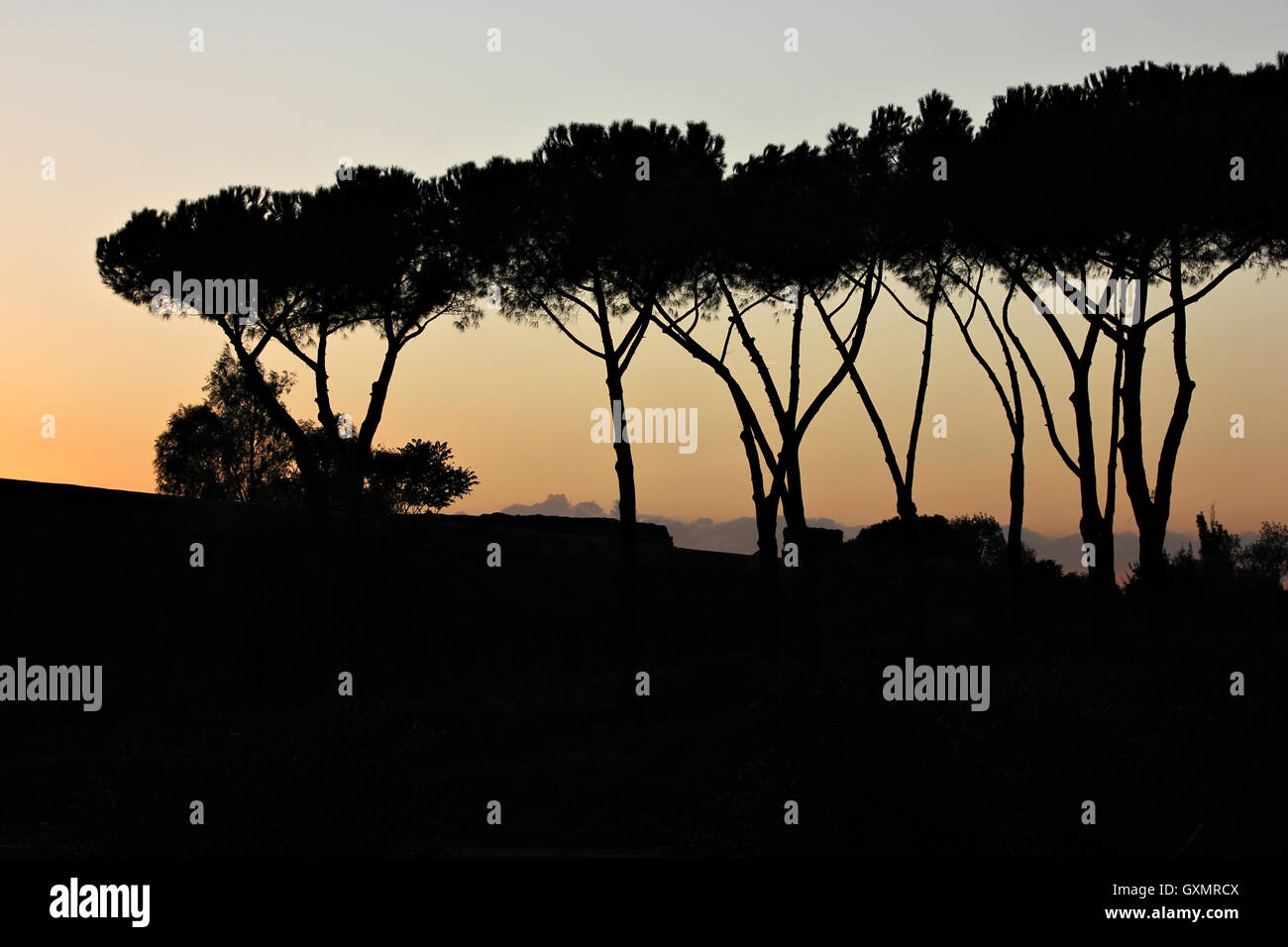 a breathtaking silhouette of Roman pines at sunset, Roma, Rome, Italy ...