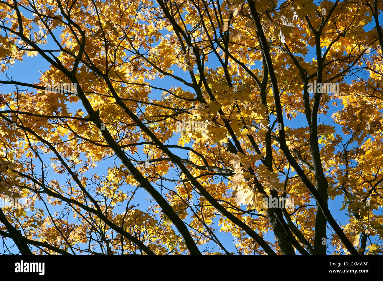 Yellow trees of a maple in a bright sunlight Stock Photo - Alamy