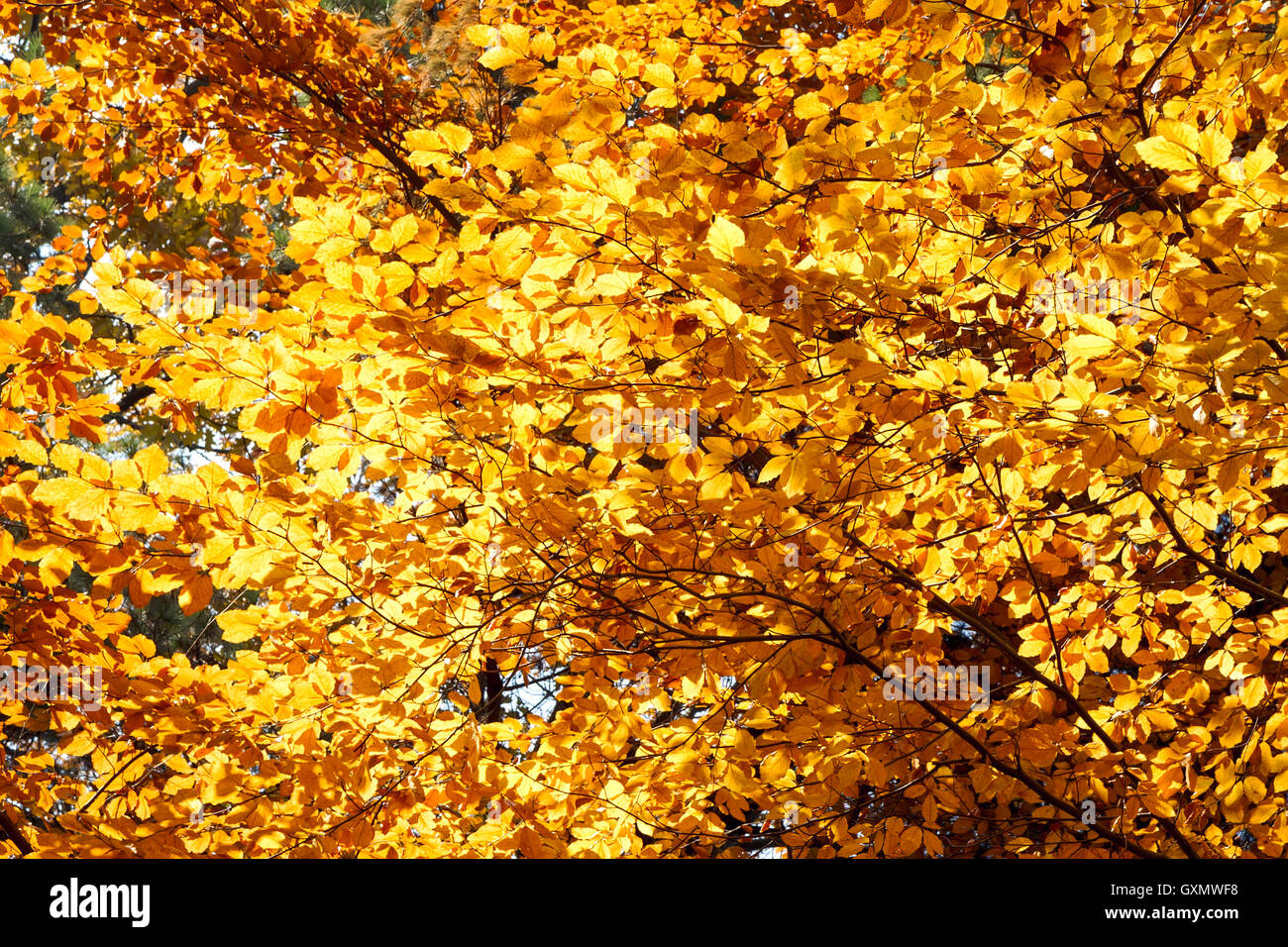 Autumnal yellow colors in a forest Stock Photo - Alamy