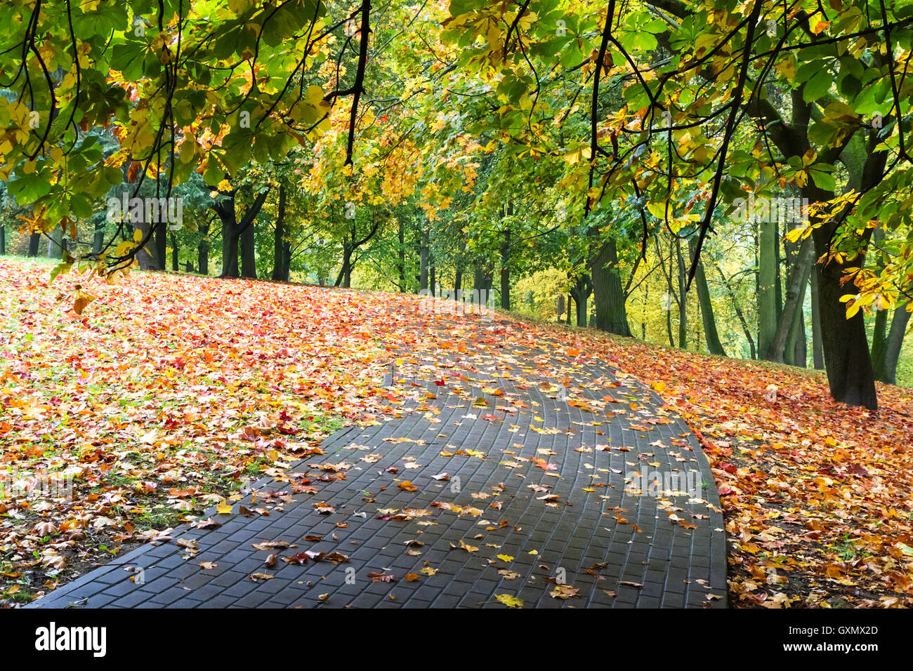 Walking through maple trees hi-res stock photography and images - Alamy