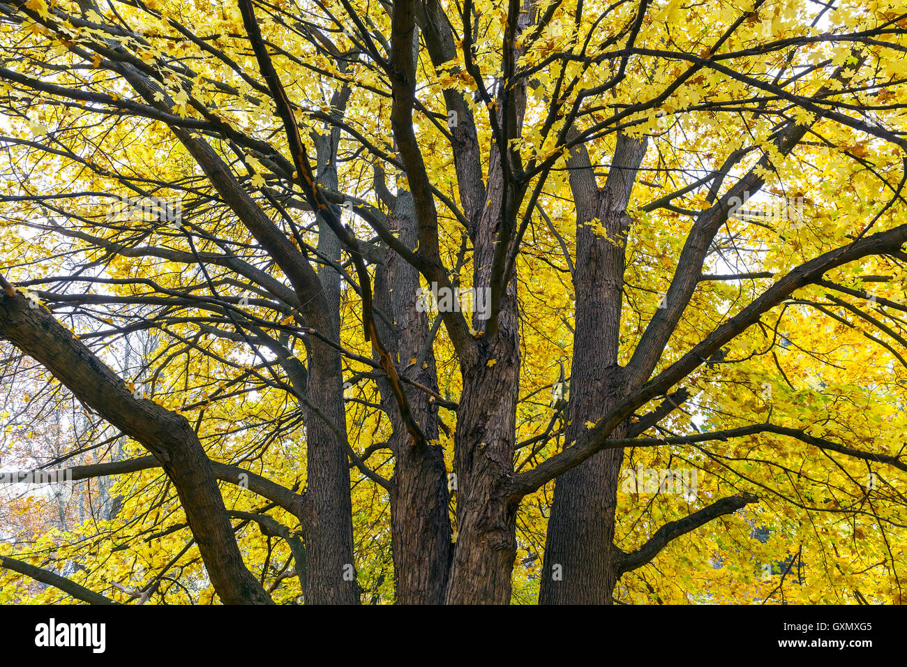 Beautiful branch of an autumn tree in a forest Stock Photo - Alamy