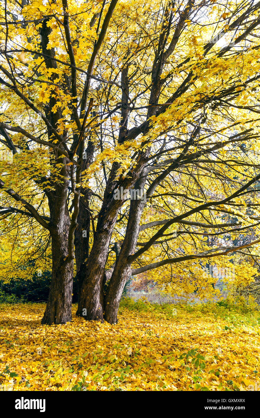Colorful landscape with beech tree in autumn park Stock Photo - Alamy