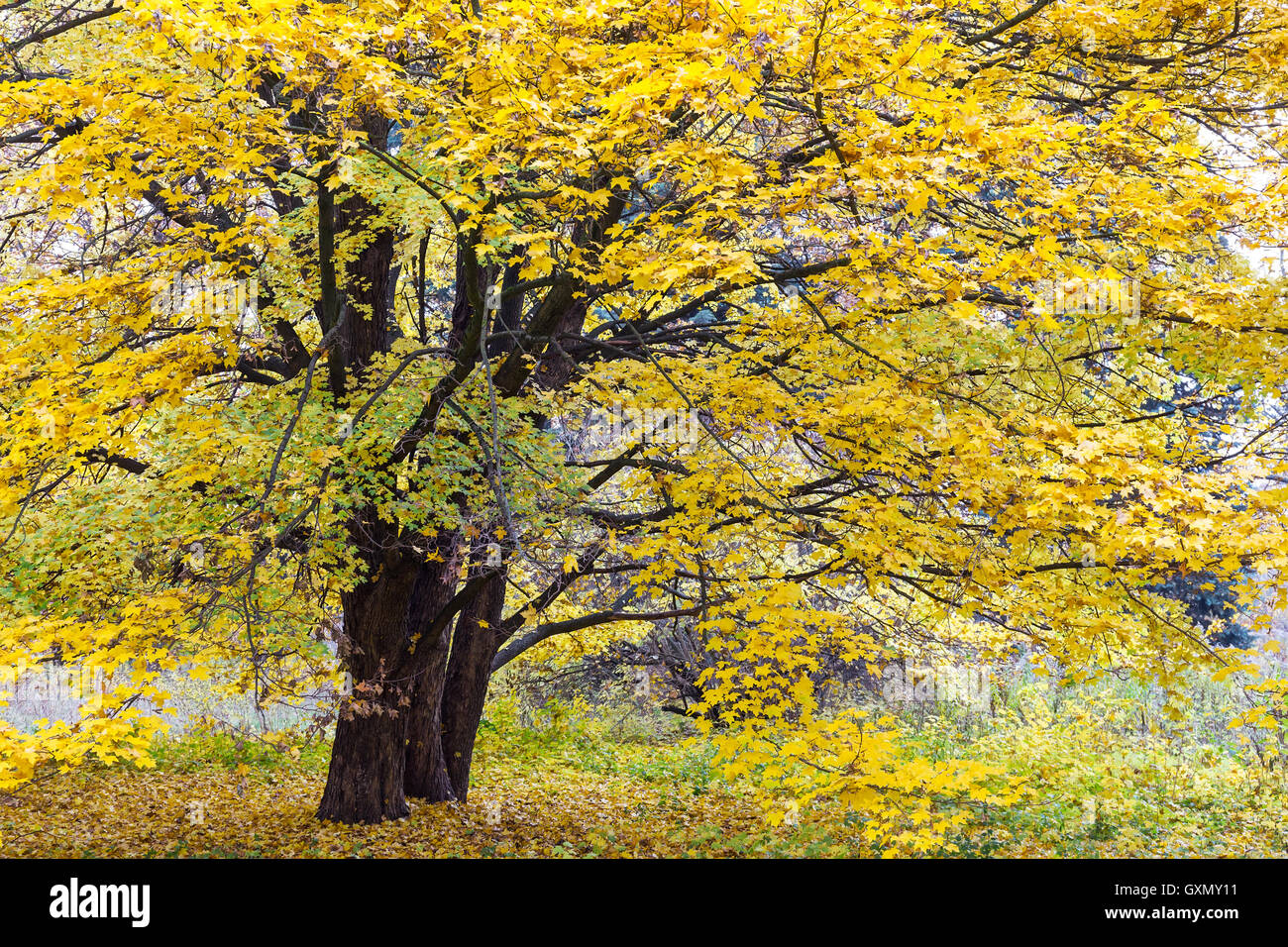 Beautiful yellow maple tree in the autumn park Stock Photo - Alamy