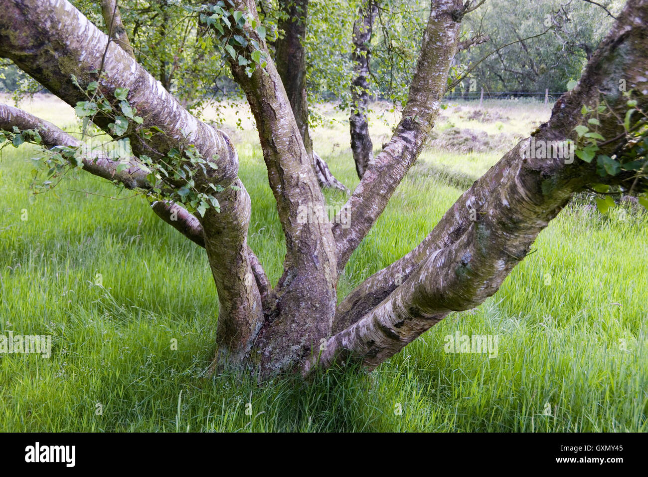 Wide spreading branches hi-res stock photography and images - Alamy