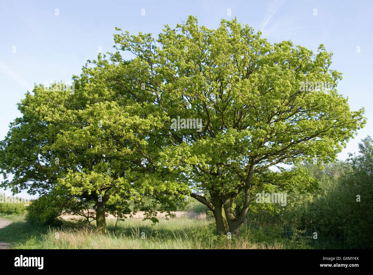 Two young oak trees stand side by side on the edge of a field ...