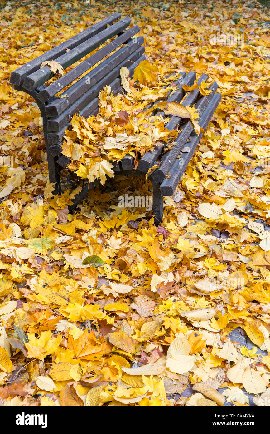 Empty wooden bench in autumn park with yellow fallen leaves Stock Photo ...