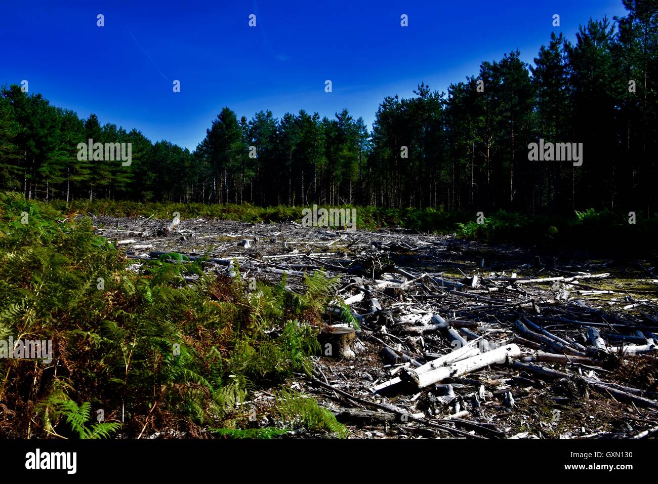 Tree debris in Rendlesham Forest Stock Photo - Alamy