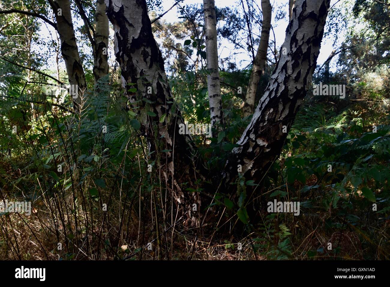 V shaped tree hi-res stock photography and images - Alamy