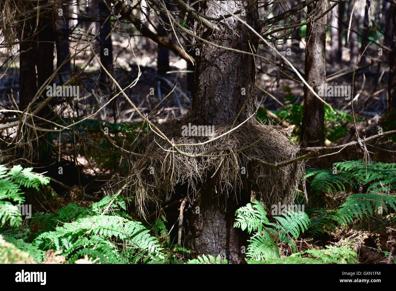 Tree shaped like a ballerina's tutu Stock Photo - Alamy