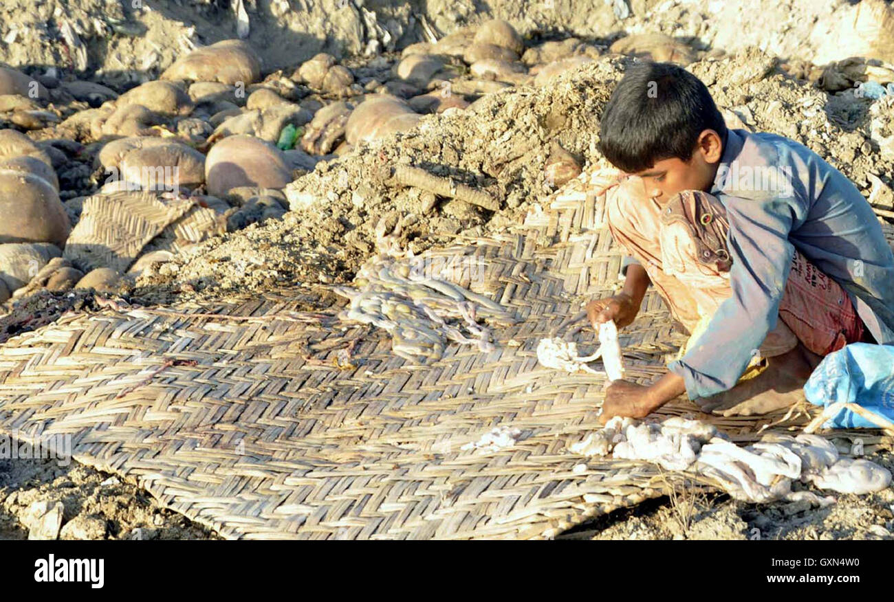 Gipsy people removing fats from animal guts to sell for earning ...