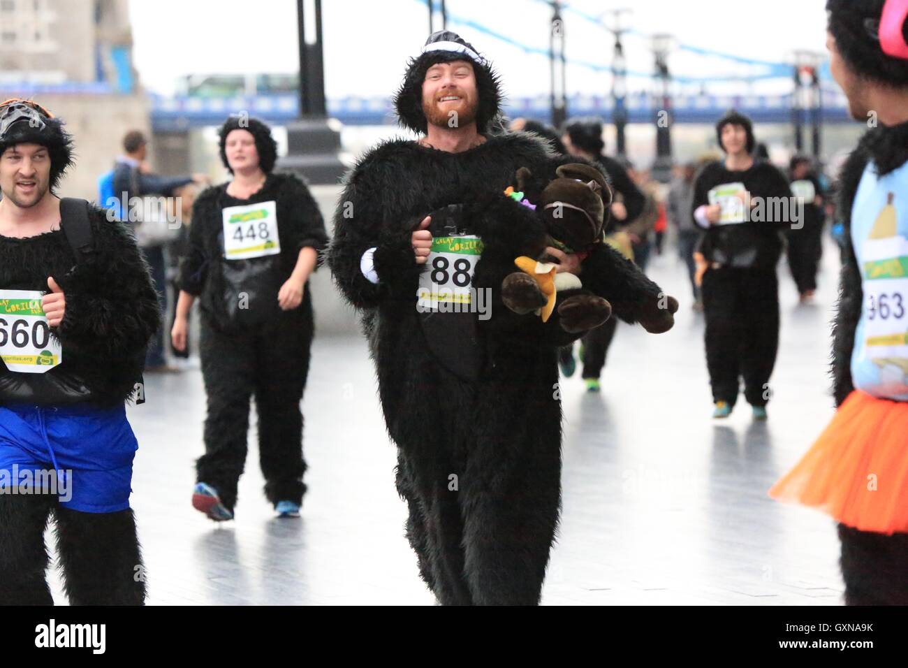 The Great Gorilla Run now in its 14th year, is a charity fun run that ...