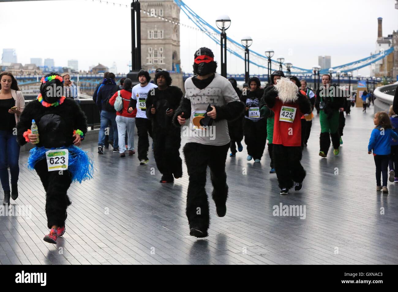 The Great Gorilla Run now in its 14th year, is a charity fun run that ...