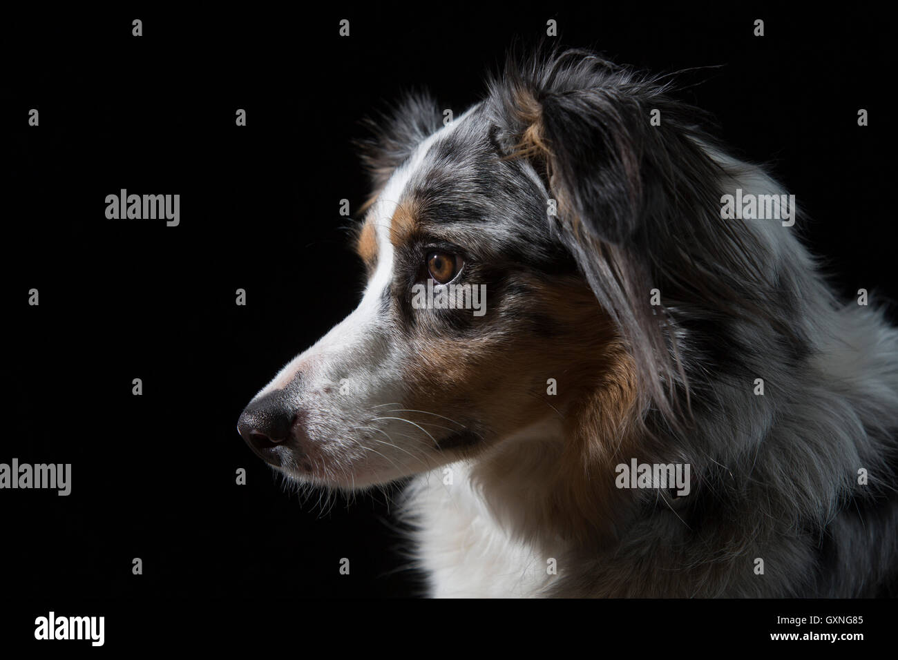 Portrait of a handsome blue merl collie dog with black background in a ...