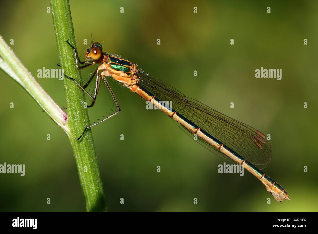 Common Emerald Damselfly (female Stock Photo - Alamy