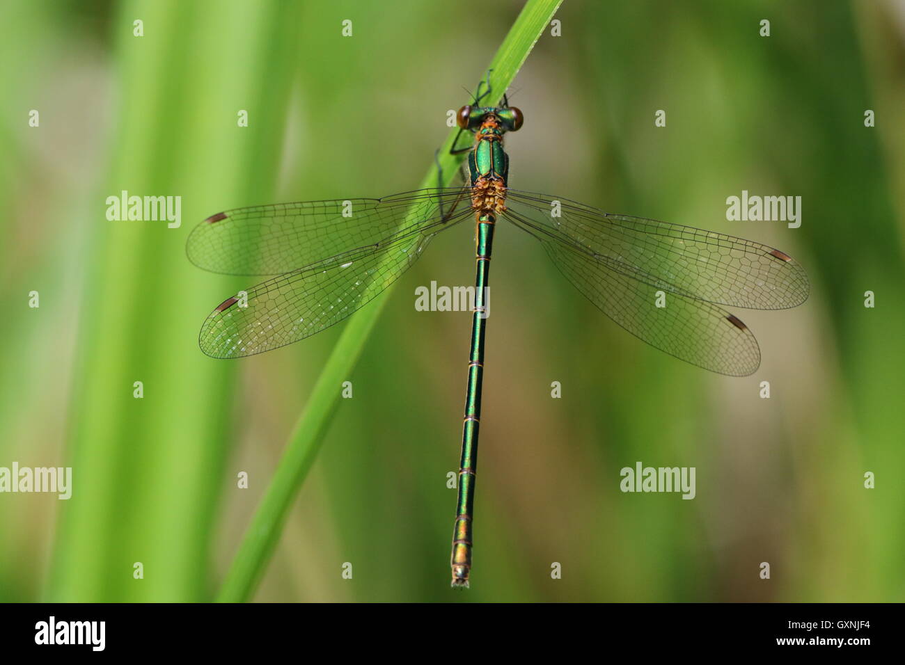 Common Emerald Damselfly (female Stock Photo - Alamy
