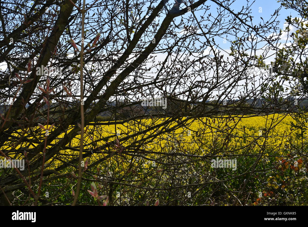 The sign of spring in Suffolk Stock Photo - Alamy
