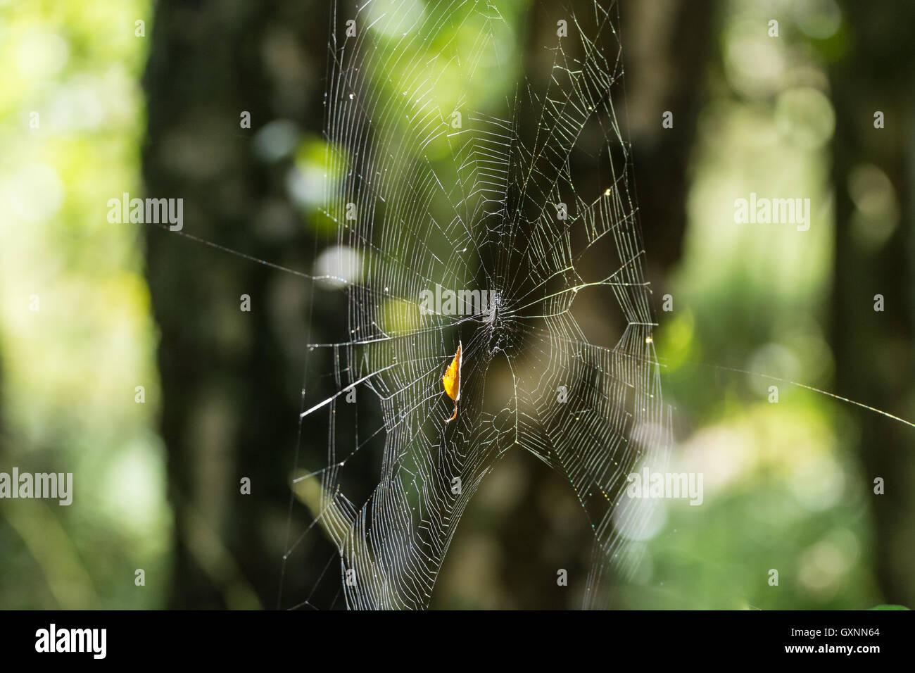 Spider web with yellow leaf, close up Stock Photo - Alamy