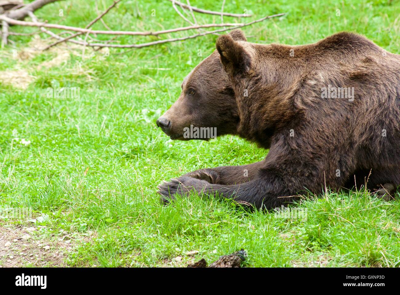 Close up of a grizzly bear, Pyrenees, France. Bear in captivity Stock ...