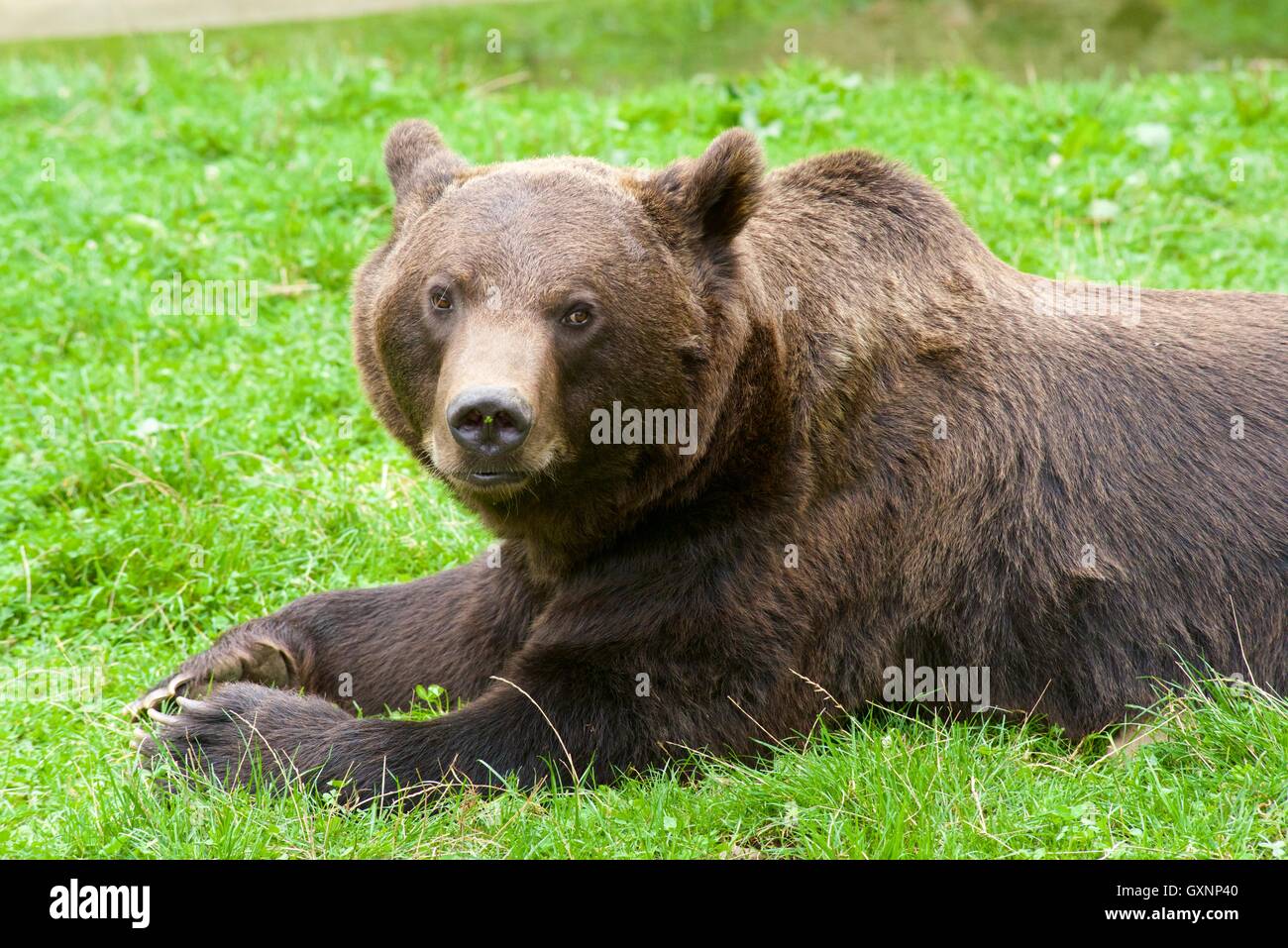 Close up of a grizzly bear, Pyrenees, France. Bear in captivity Stock ...