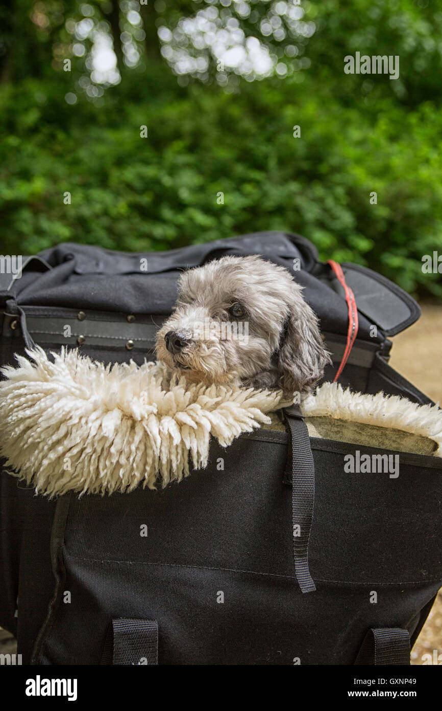 Transporting a dog in a travel bag on a bicycle in the Netherlands ...