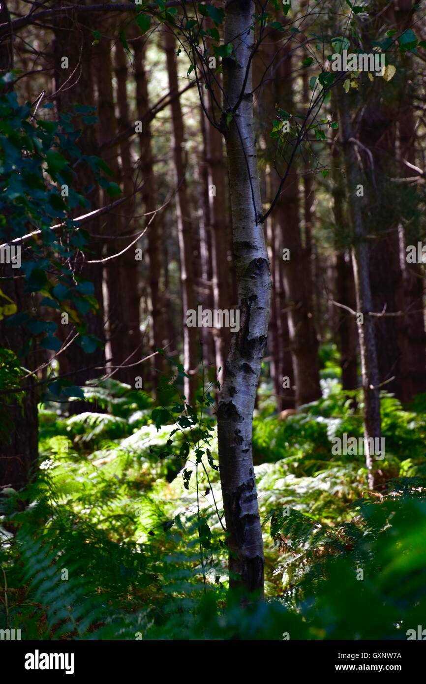 Delicate tree in the middle of the forest Stock Photo - Alamy