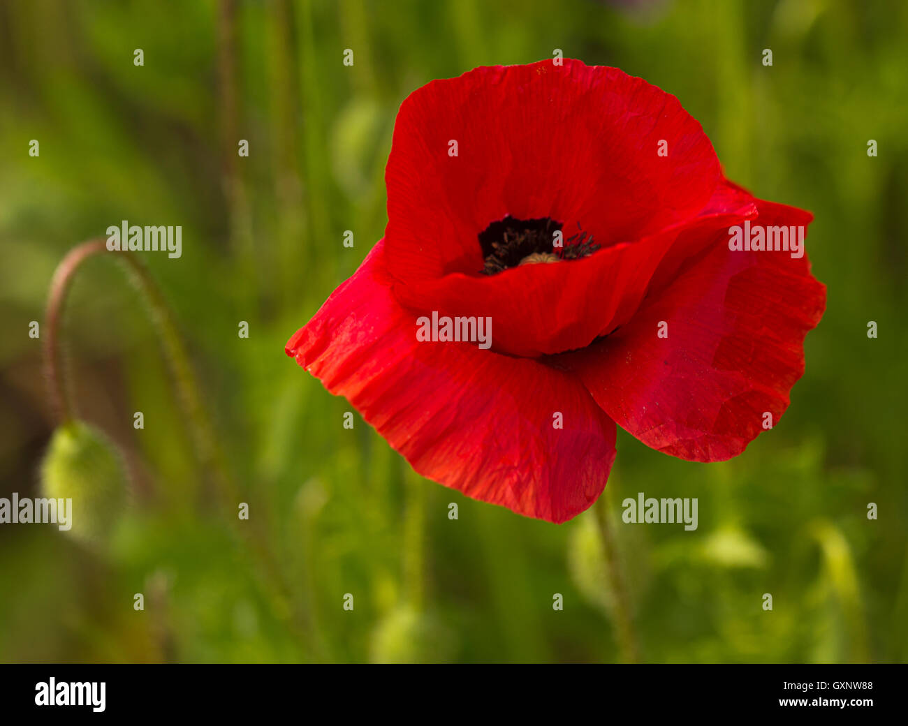 Common Poppy (Papaver rhoeas) flower and bud Stock Photo - Alamy