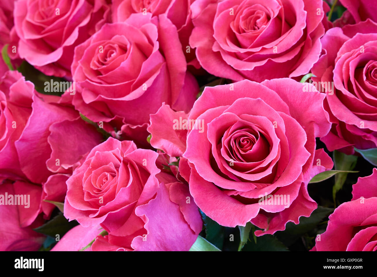 Bunch of pink roses as floral background Stock Photo - Alamy