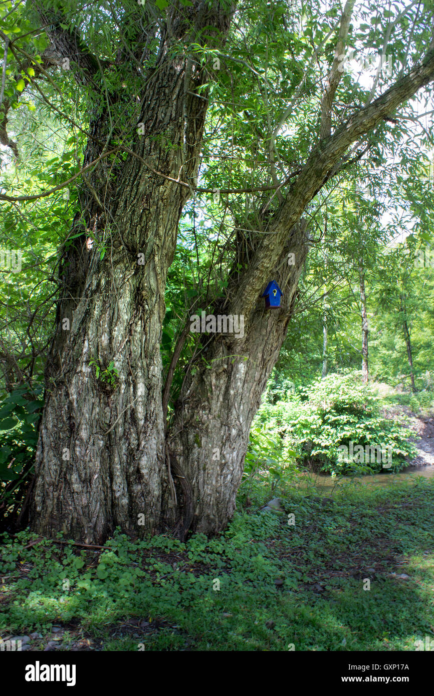 High up in a tree hi-res stock photography and images - Alamy