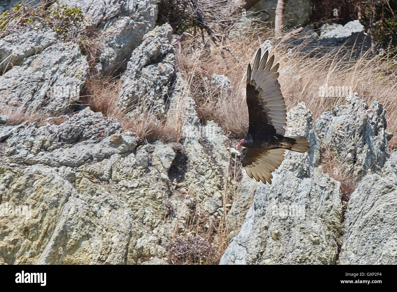 A Turkey Vulture, (Cathartes Aura), Soaring Over Angel Island, San ...